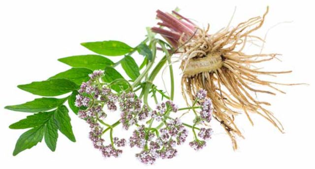 Valerian Root Dosage, High, Anxiety, Benefits, Sleep, Uses, Side ...